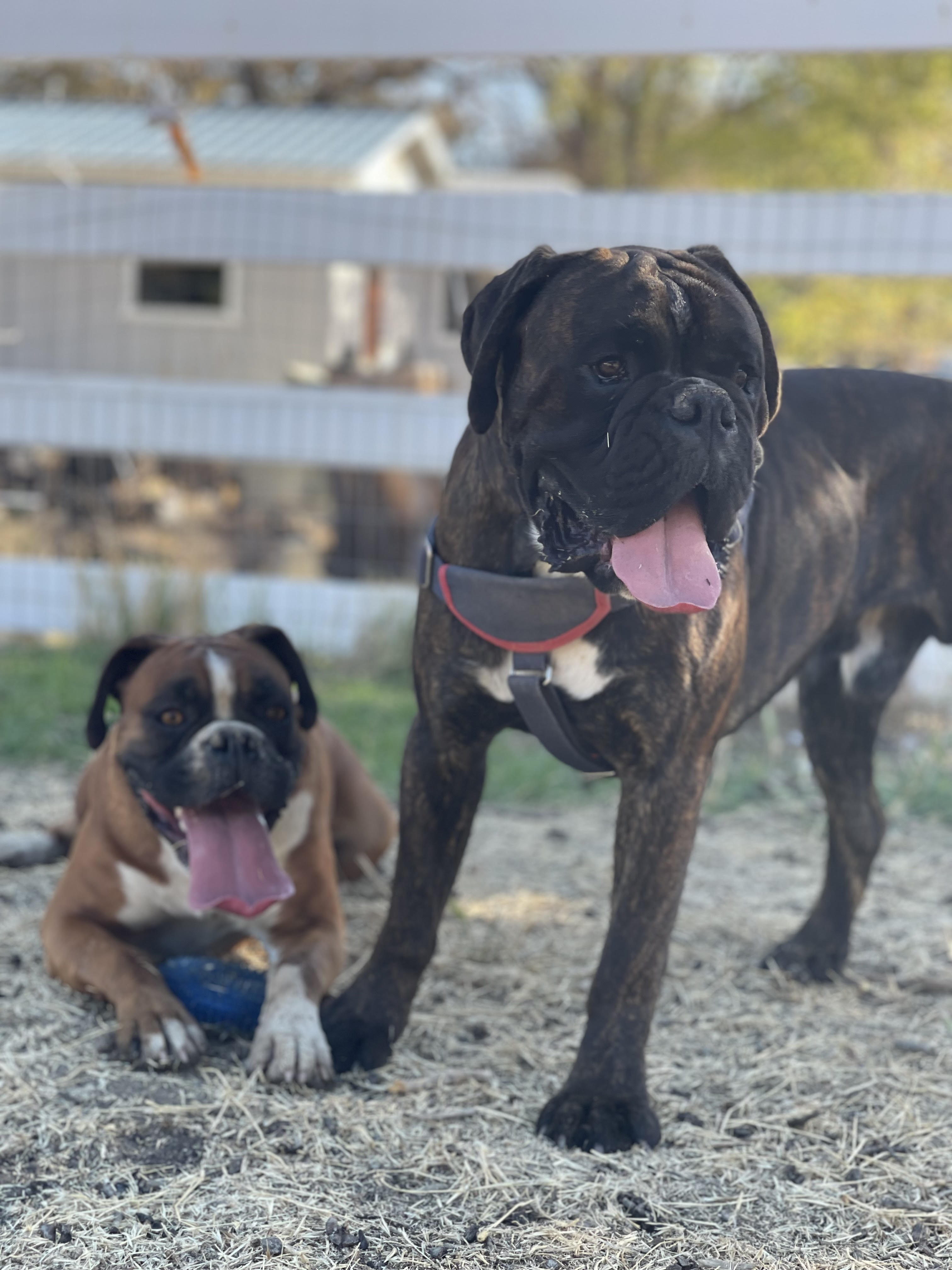 Male Brindle Boxer | Gecko🦎 – Puppies Created with Care & Love