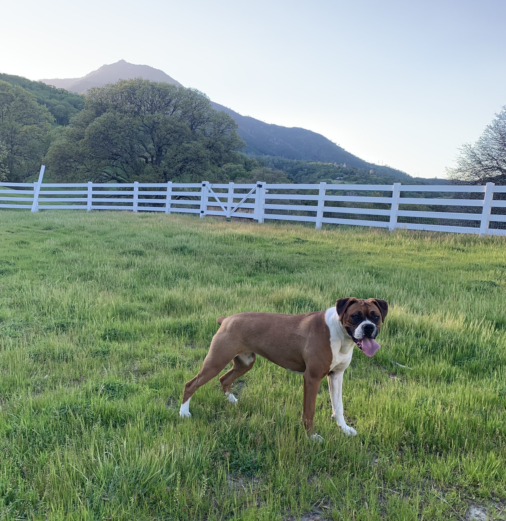 Female Fawn Boxer | Tango 💃🏻 – Puppies Created with Care & Love