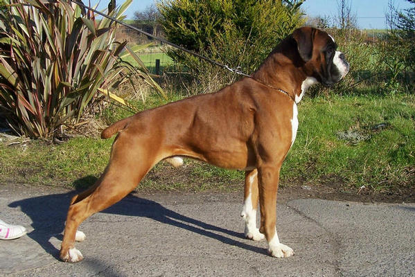 Cropping Boxer Ears – Puppies Created with Care & Love