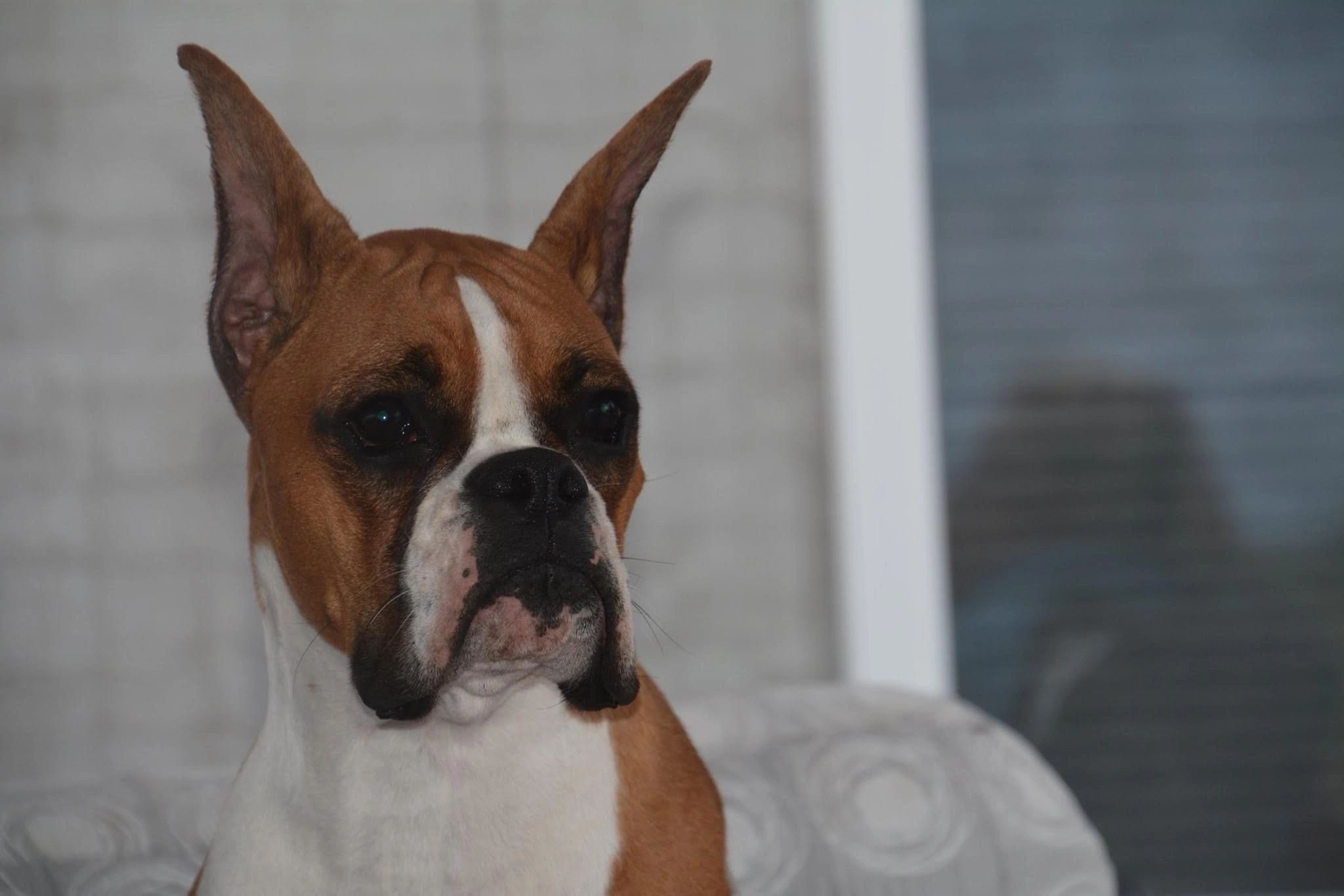 Cropping Boxer Ears – Puppies Created with Care & Love
