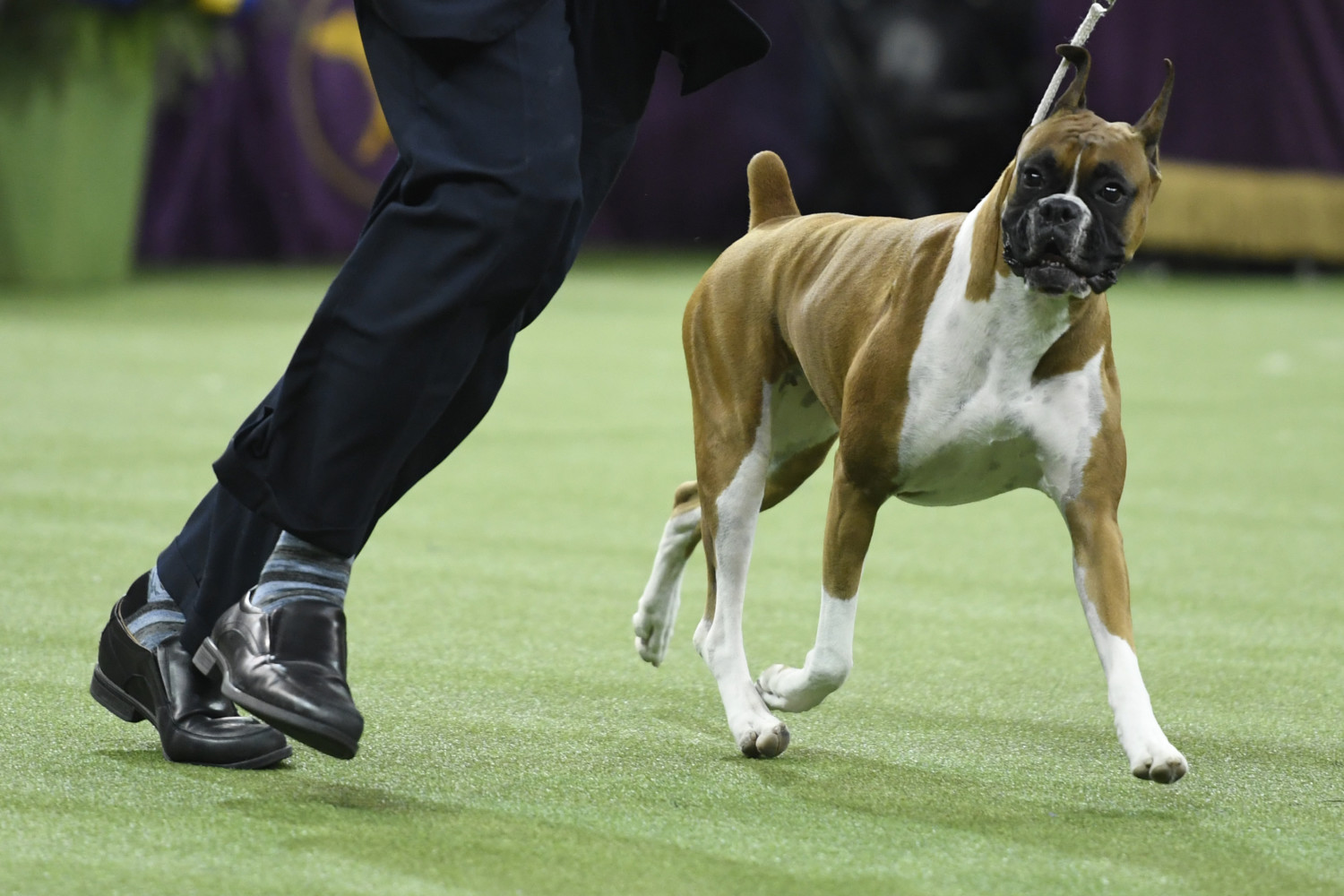 Cropping Boxer Ears – Puppies Created with Care & Love