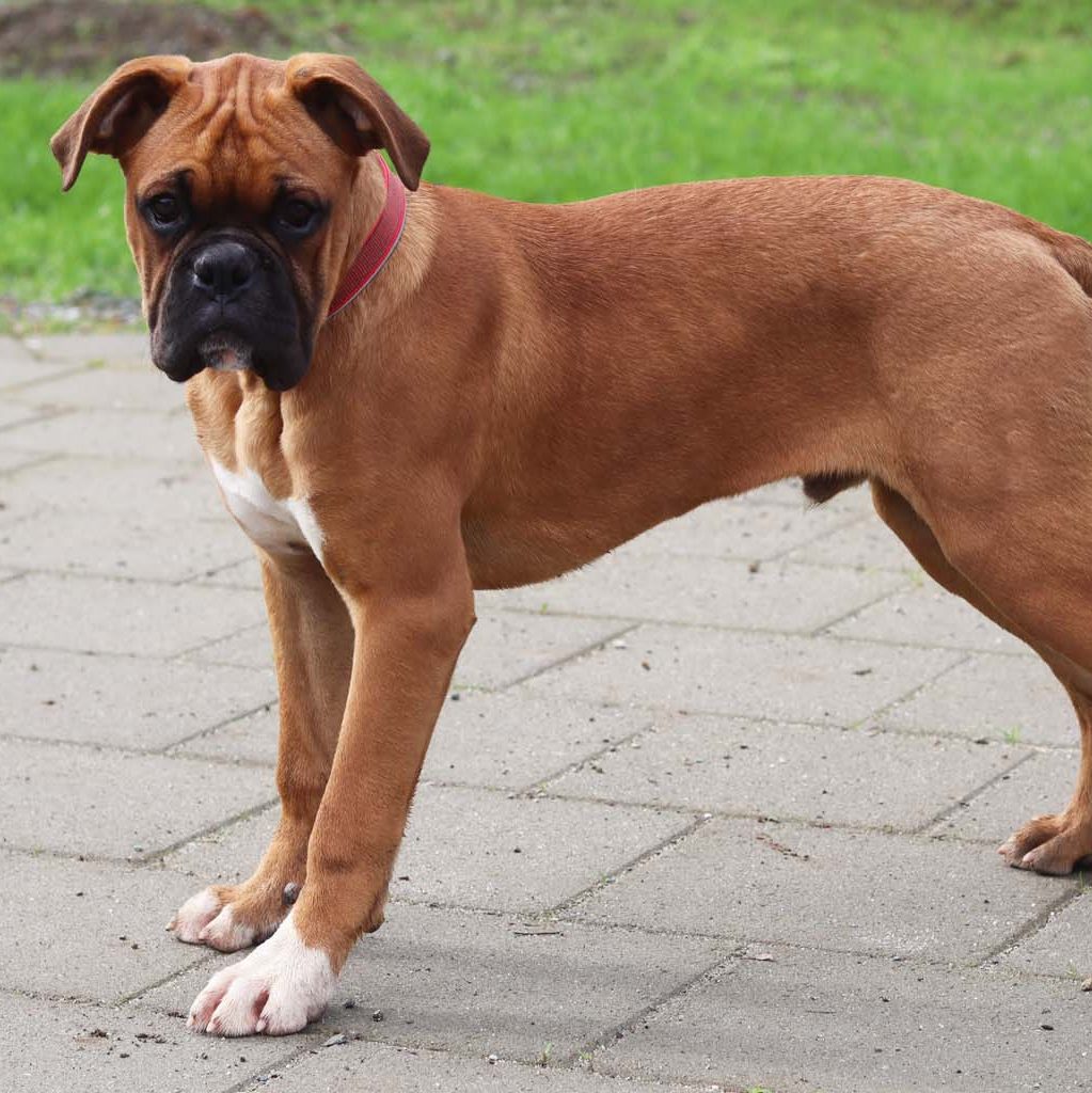 Boxer Puppies in the Bay Area, California – Puppies Created with Care ...