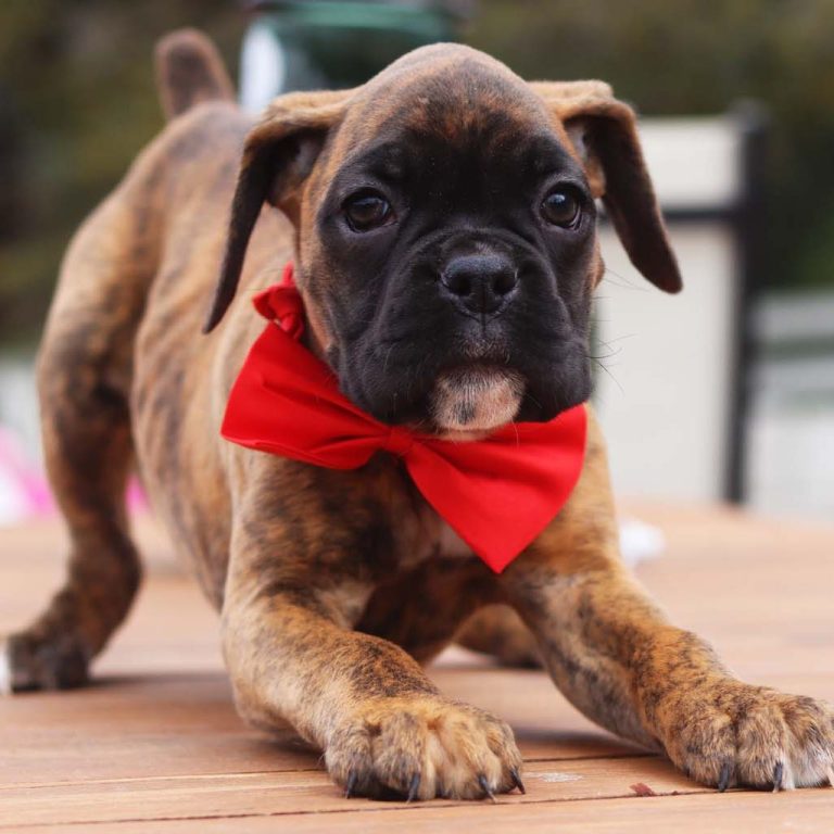 Boxer Puppies in the Bay Area, California – Puppies Created with Care ...