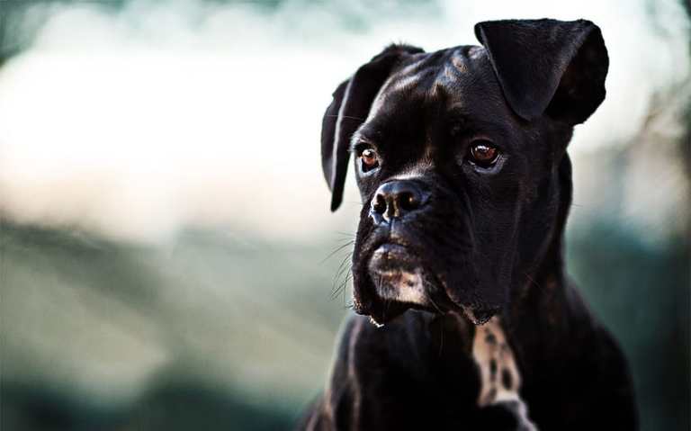 All about the Black Boxer Dog – Puppies Created with Care & Love
