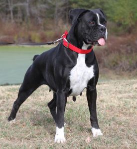 All about the Black Boxer Dog – Puppies Created with Care & Love