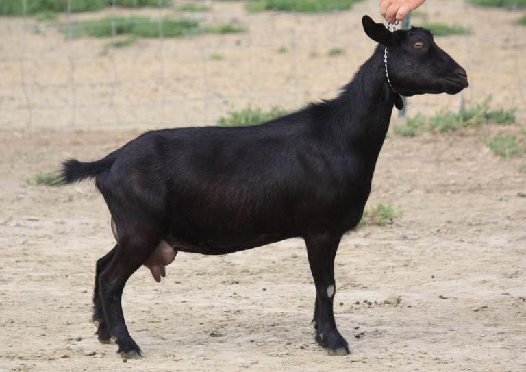 Nigerian Dwarf Goat Color Genetics – Puppies Created with Care & Love