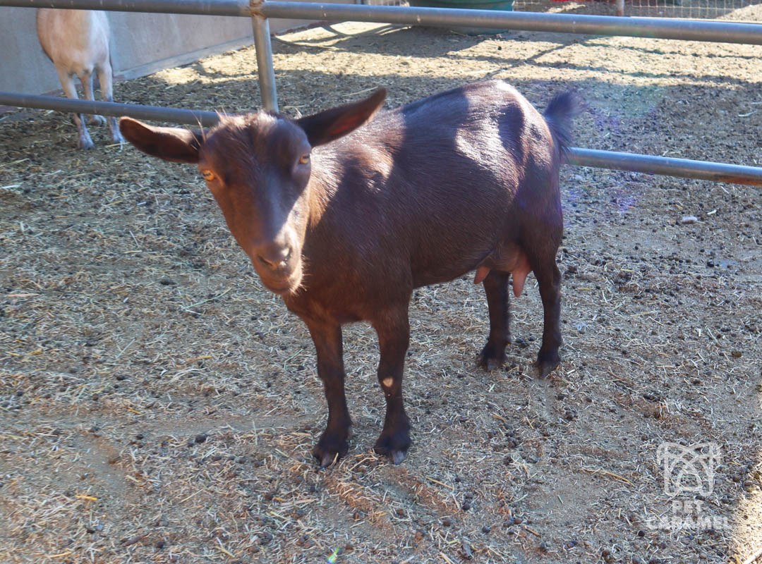 Nigerian Dwarf Goat Color Genetics – Puppies Created with Care & Love
