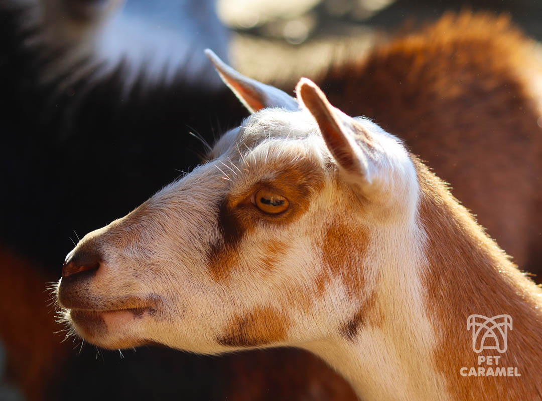 Nigerian Dwarf Goats in Bay Area, California – Puppies Created with ...