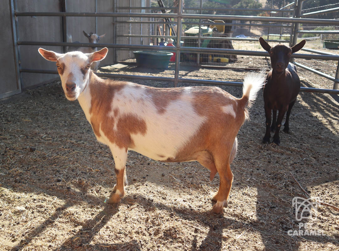 Nigerian Dwarf Goat Color Genetics – Puppies Created with Care & Love