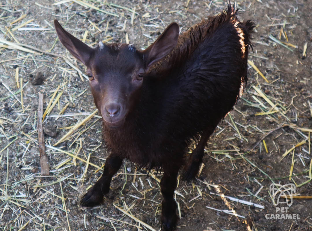 Nigerian Dwarf Pet Goats | May 2024 – Puppies Created with Care & Love