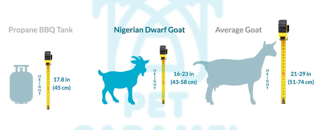 Nigerian Dwarf Goats in Bay Area, California – Puppies Created with ...