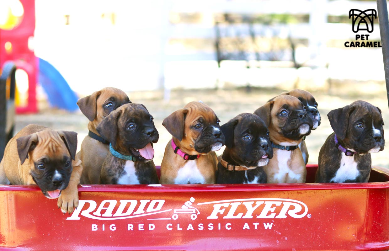 Boxer Puppies in the Bay Area, California – Puppies Created with Care ...