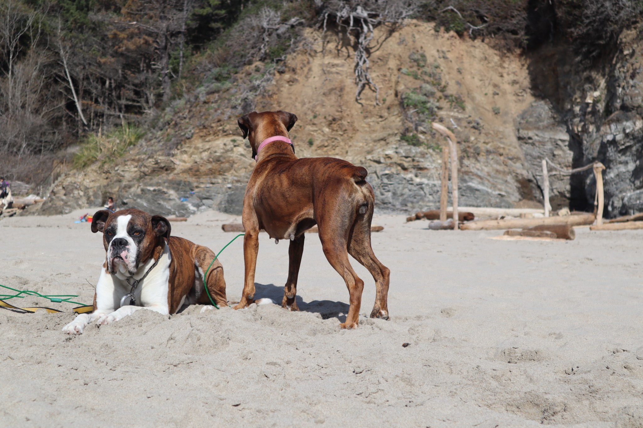 Male vs. Female Boxer Dog: Which is Right for You? – Puppies Created ...