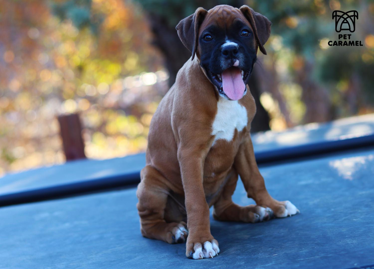 Boxer Puppies | July 2024 – Puppies Created with Care & Love