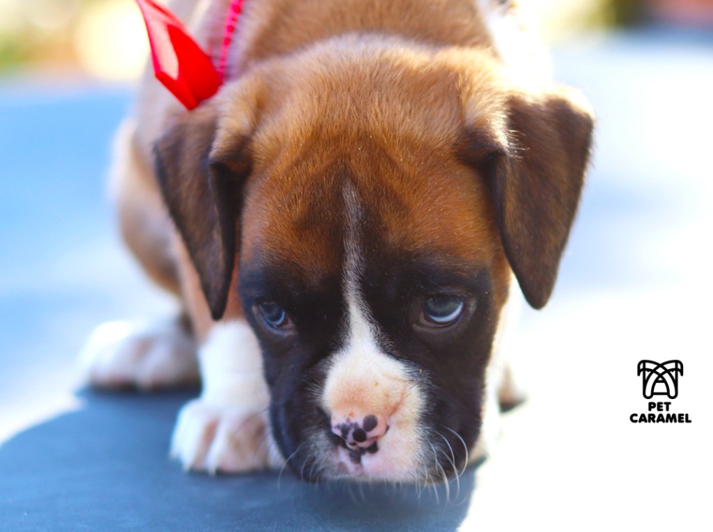 Boxer Puppies in San Diego, California – Puppies Created with Care & Love